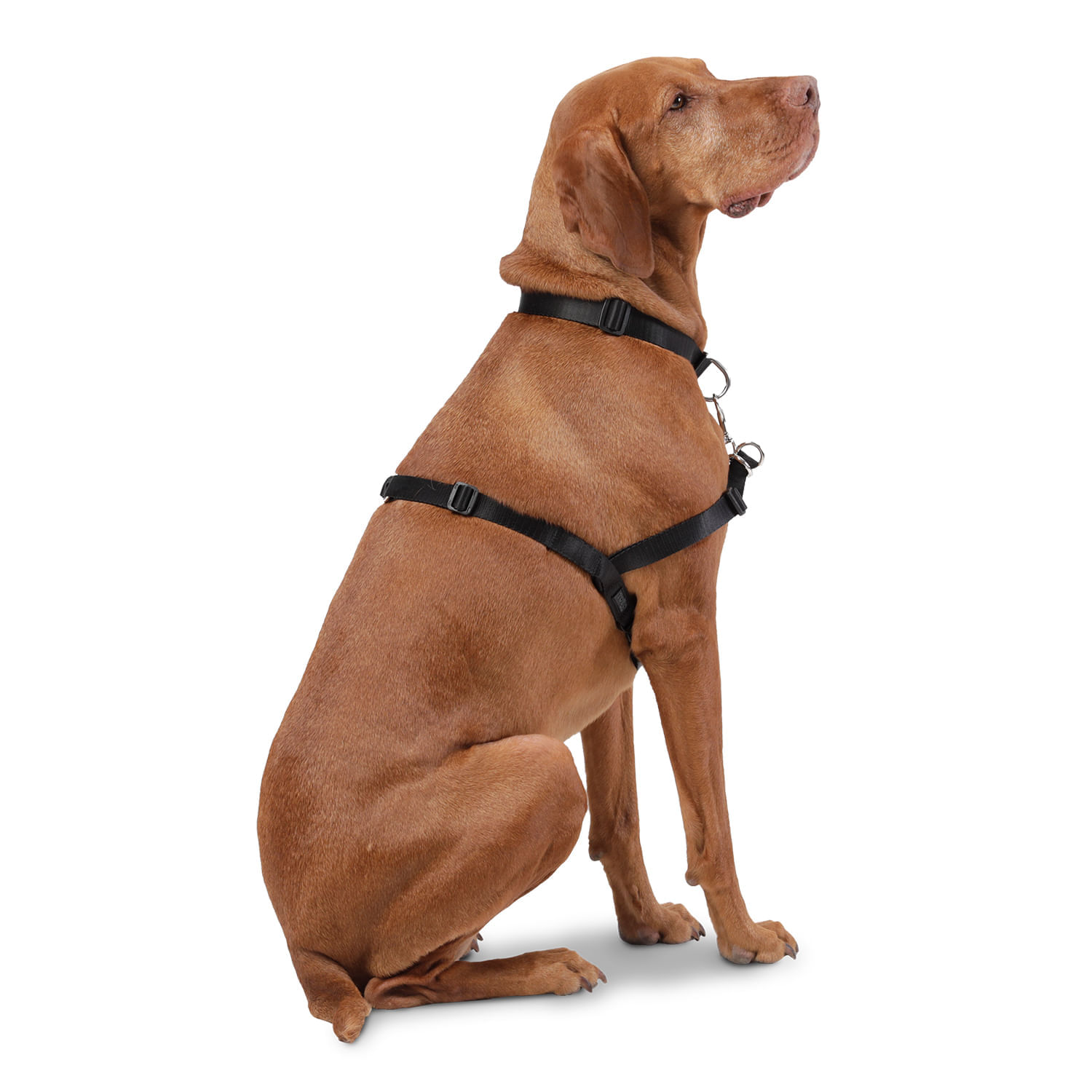 Arnes De Caminata Loky M -Totto